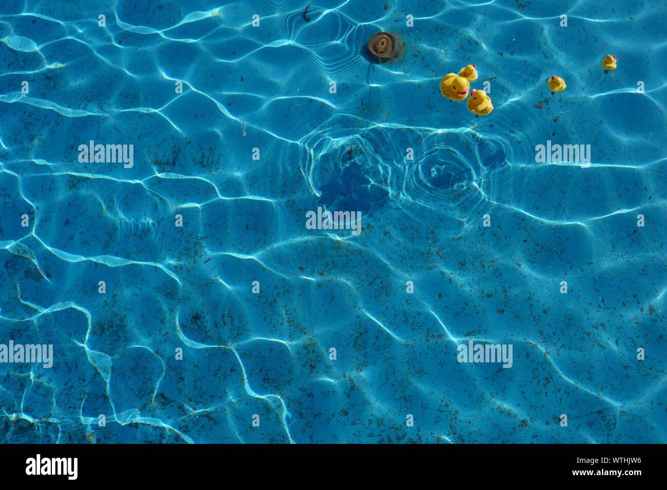 Artificial duck hi-res stock photography and images - Alamy