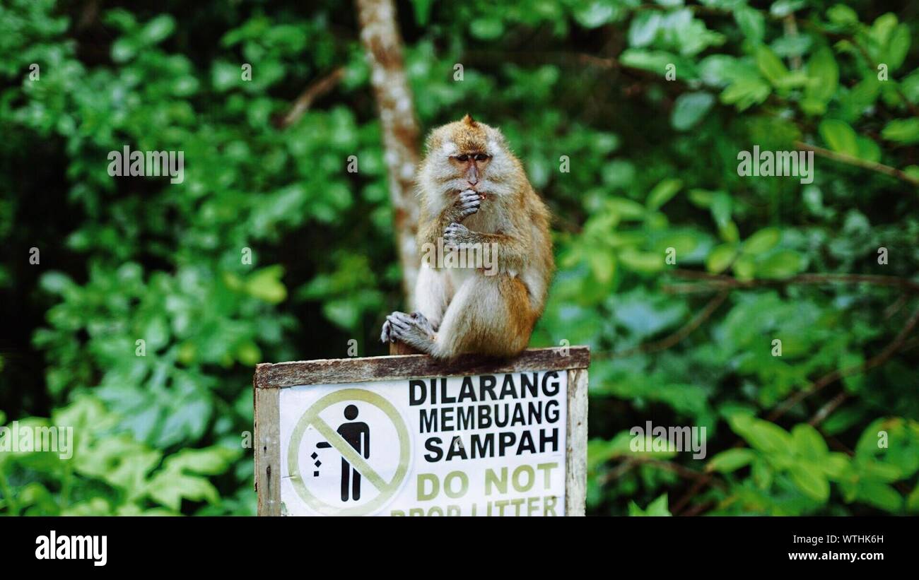 Monkey board hi-res stock photography and images - Alamy