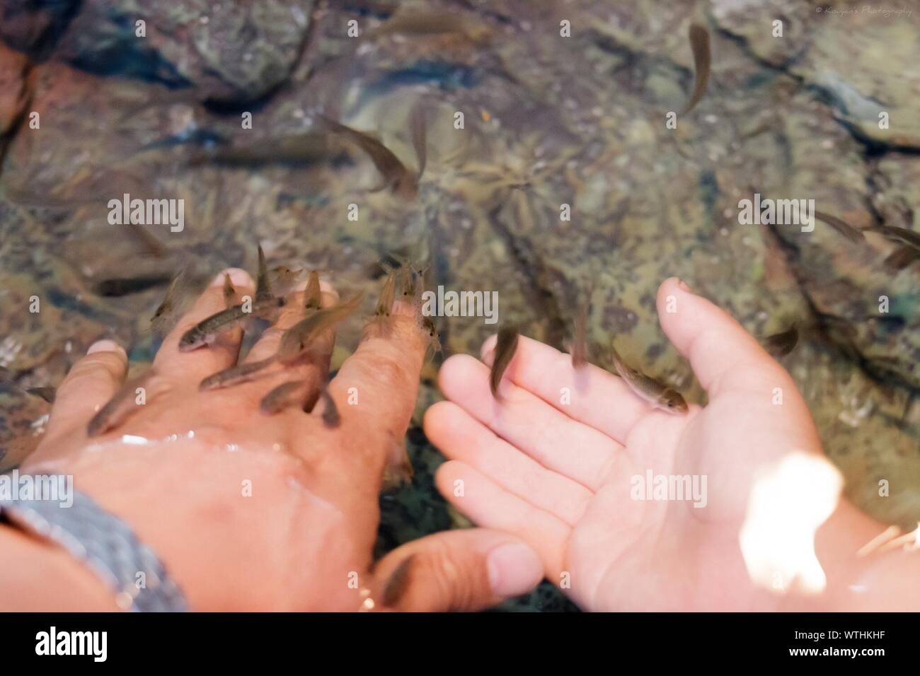 Person touching fish High Resolution Stock Photography and Images - Alamy