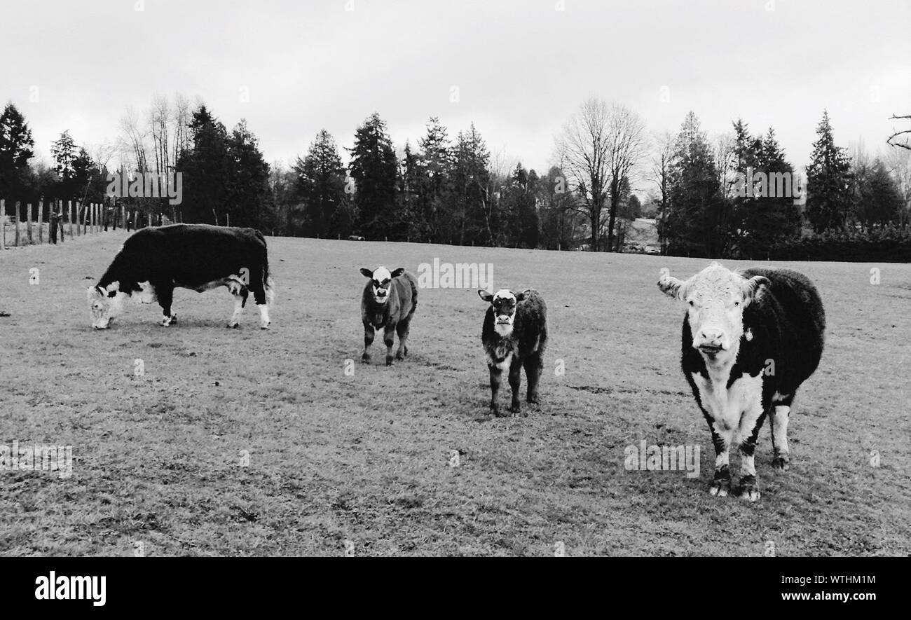 Four cows hi-res stock photography and images - Alamy