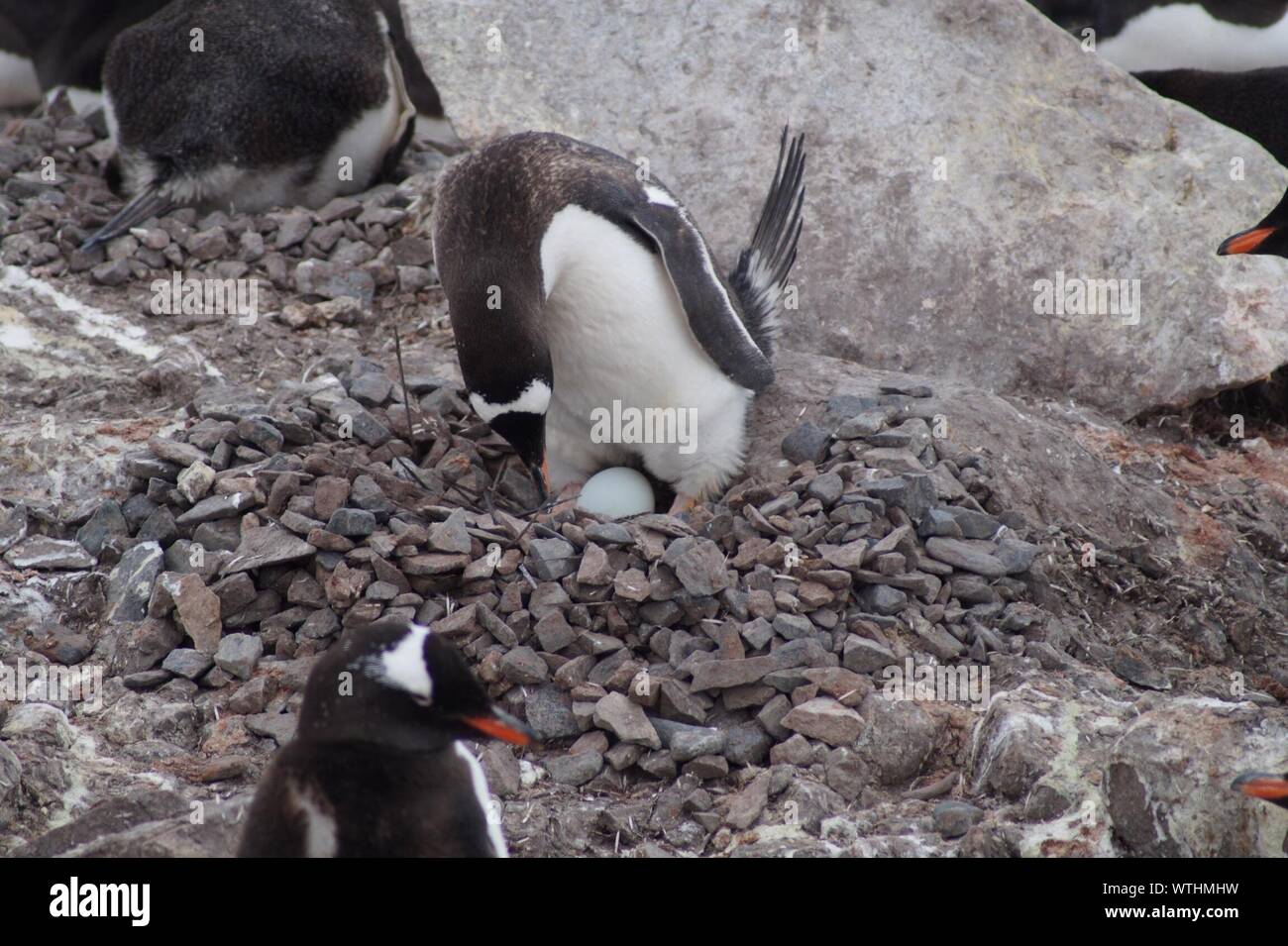 Penguins in rocks hi-res stock photography and images - Alamy