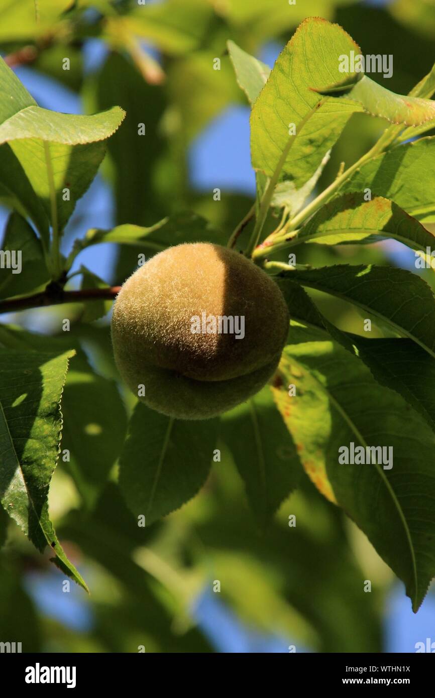 Peach growing on tree hi-res stock photography and images - Alamy