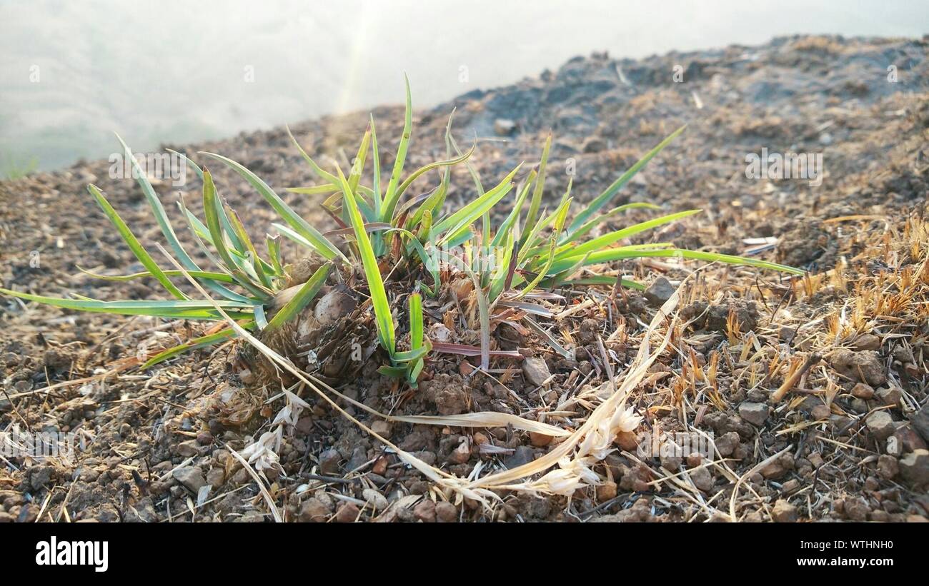 Grass cliff hi-res stock photography and images - Alamy