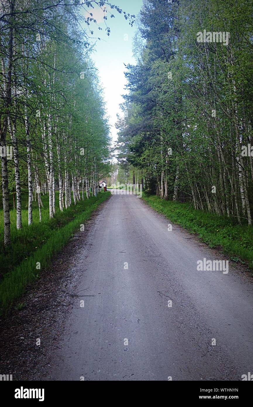 Road lined with birch trees hi-res stock photography and images - Alamy