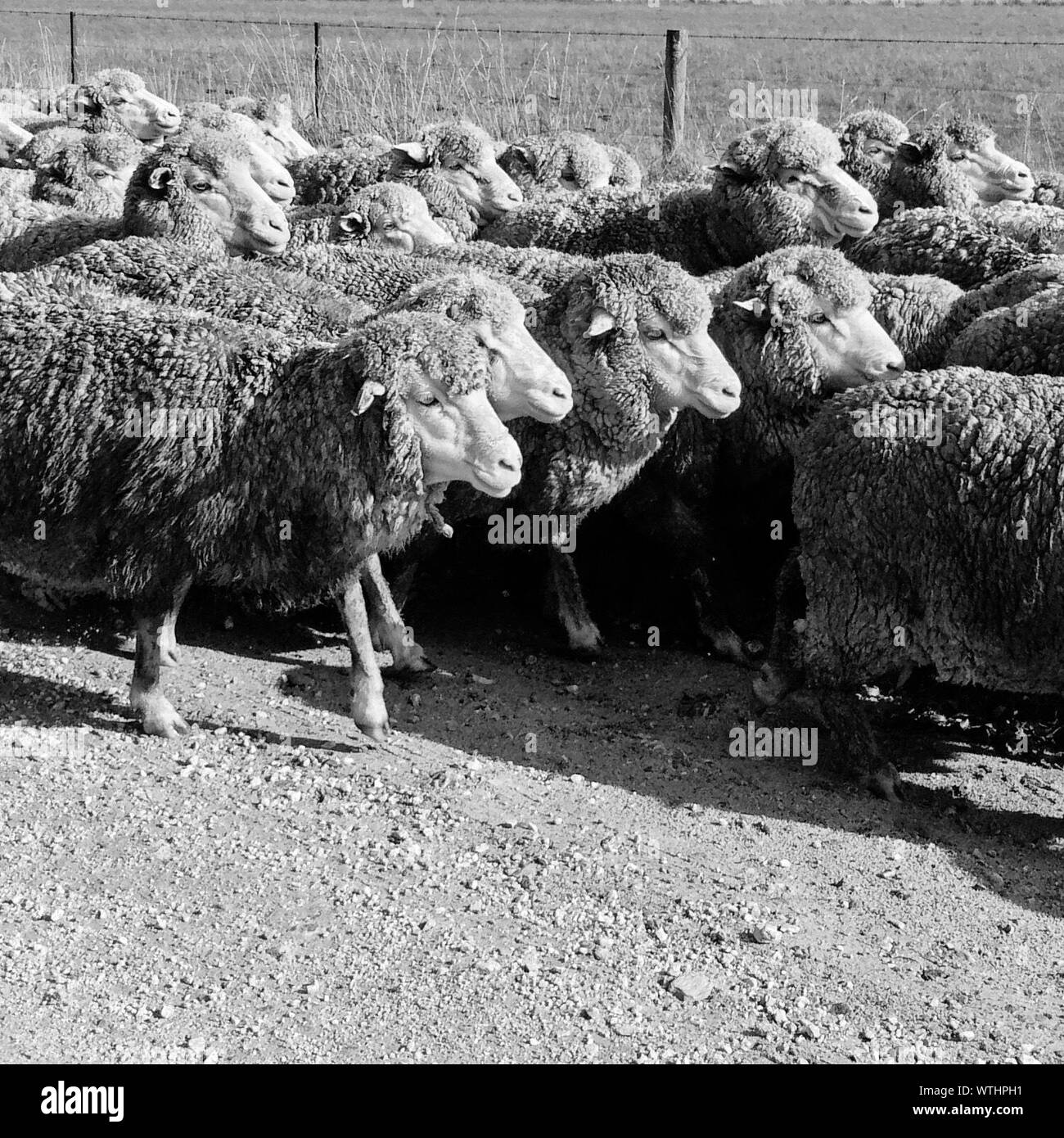 Side view sheep hi-res stock photography and images - Alamy