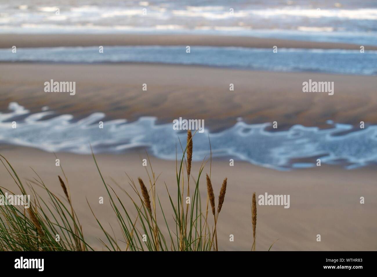 Grass Growing At Beach Stock Photo - Alamy