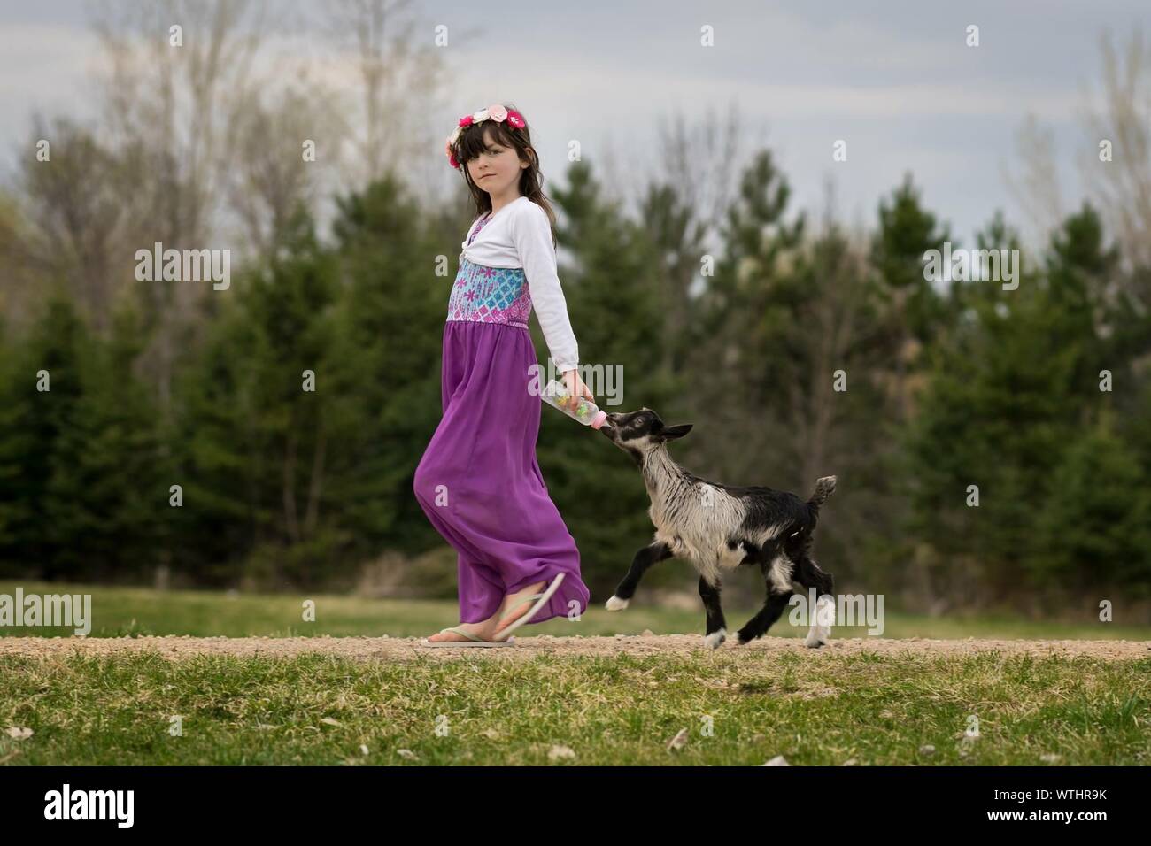 Girl lamb feeding hi-res stock photography and images - Alamy
