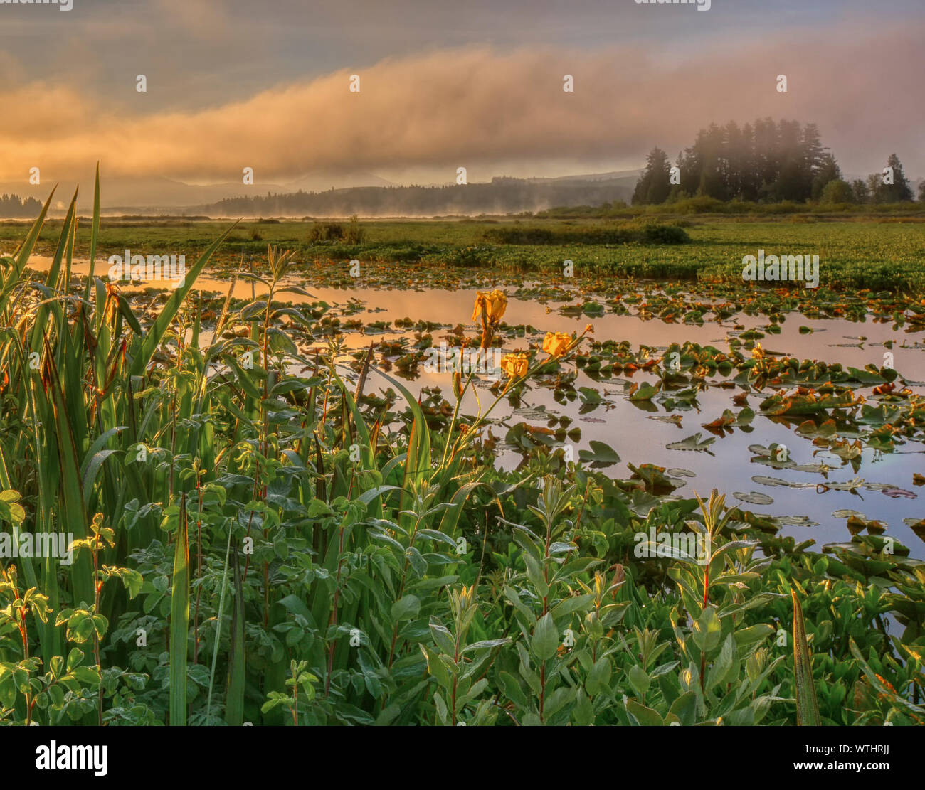 Green swamp hi-res stock photography and images - Alamy