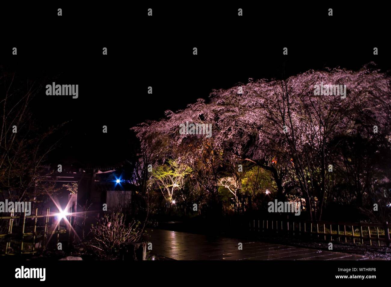 Cherry blossom by night hi-res stock photography and images - Alamy
