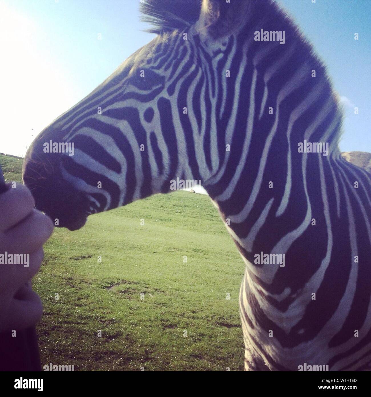Human Zebra High Resolution Stock Photography and Images - Alamy