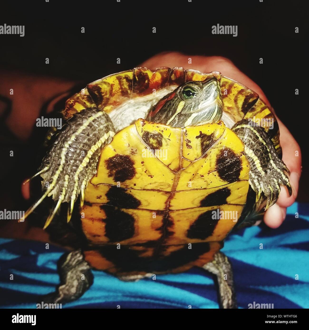 Person holding turtle hi-res stock photography and images - Alamy