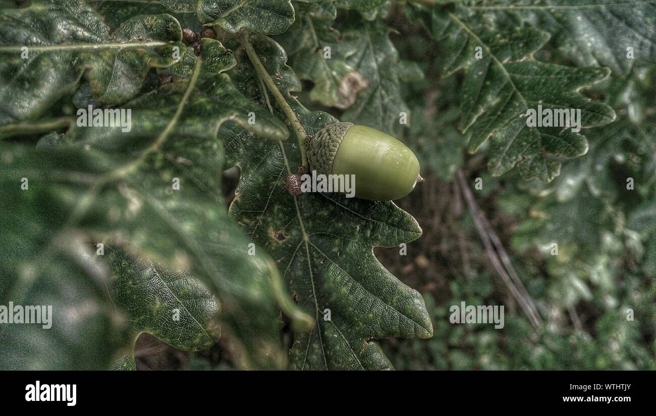 Acorn oak tree growth hi-res stock photography and images - Alamy