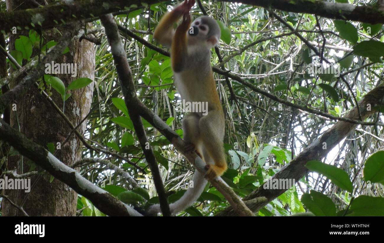 Monkey climbing hi-res stock photography and images - Alamy