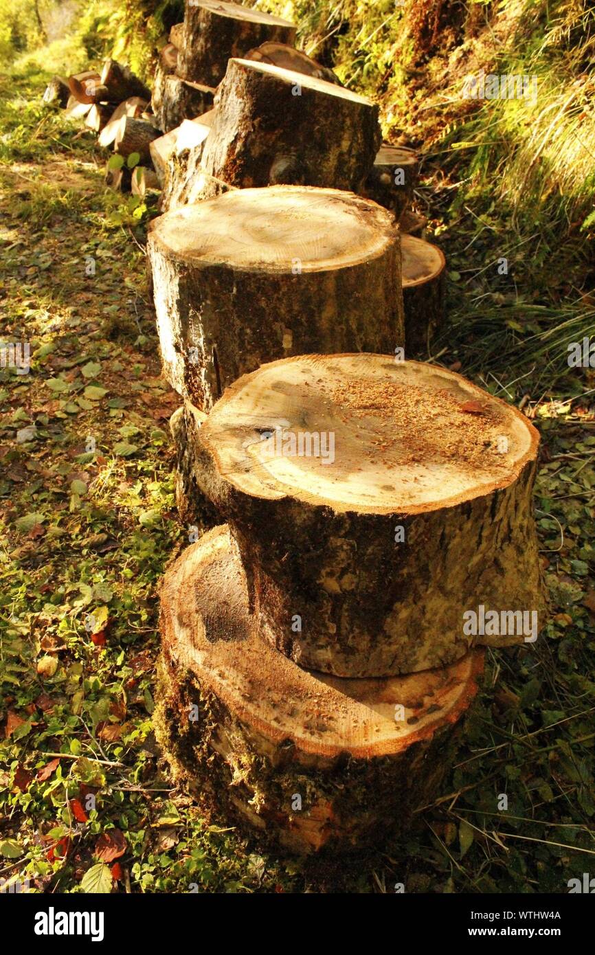 Chopped tree trunk hi-res stock photography and images - Alamy