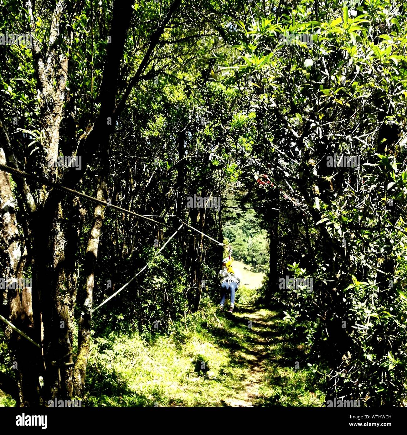 Person zip lining hi-res stock photography and images - Alamy