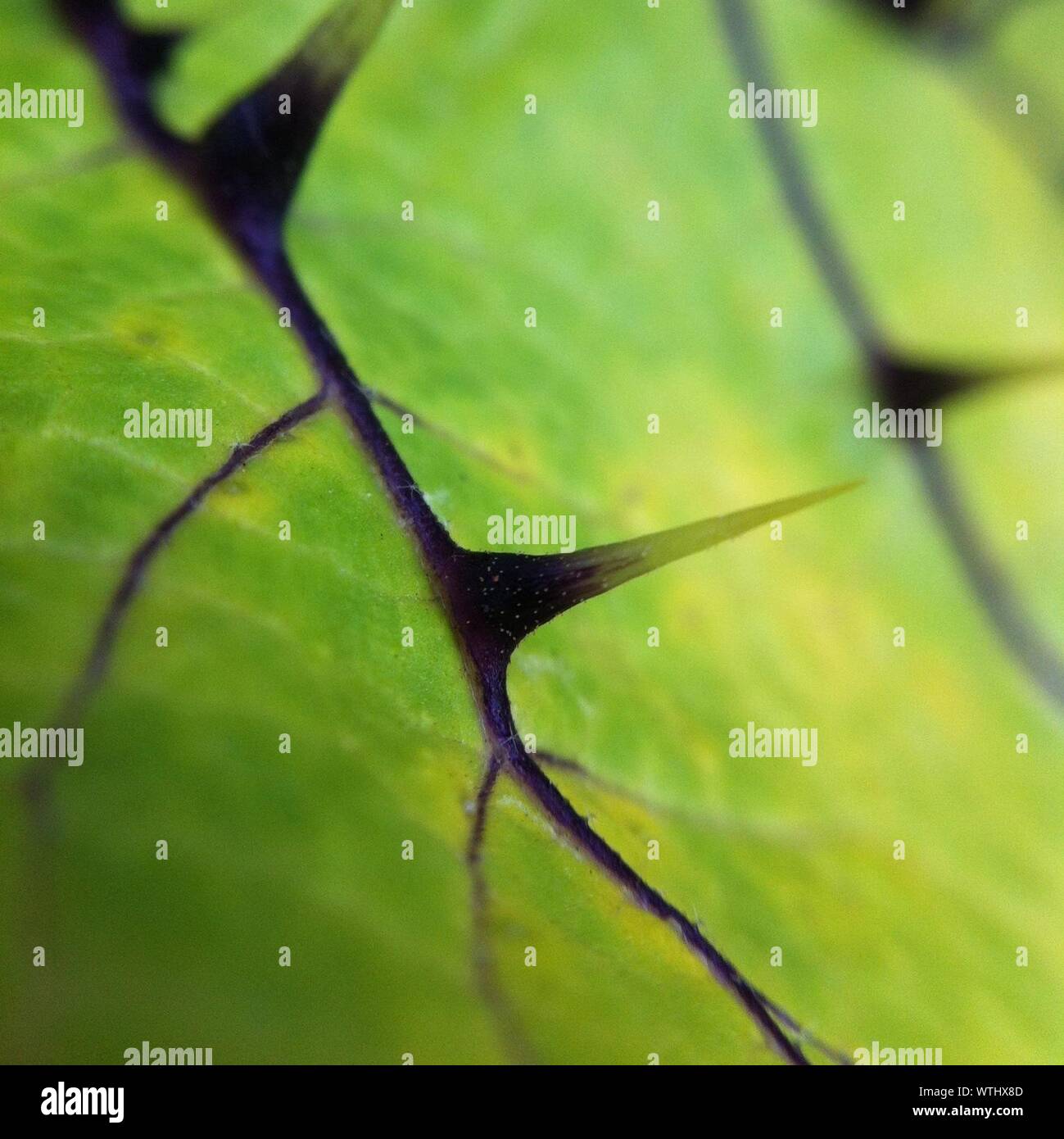 Up close stem hi-res stock photography and images - Alamy