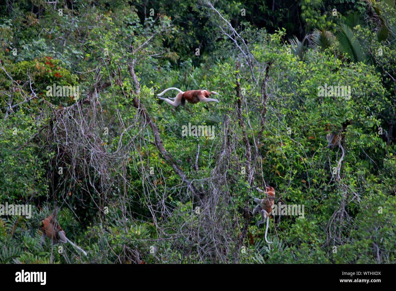 Monkey jumping from tree hi-res stock photography and images - Alamy