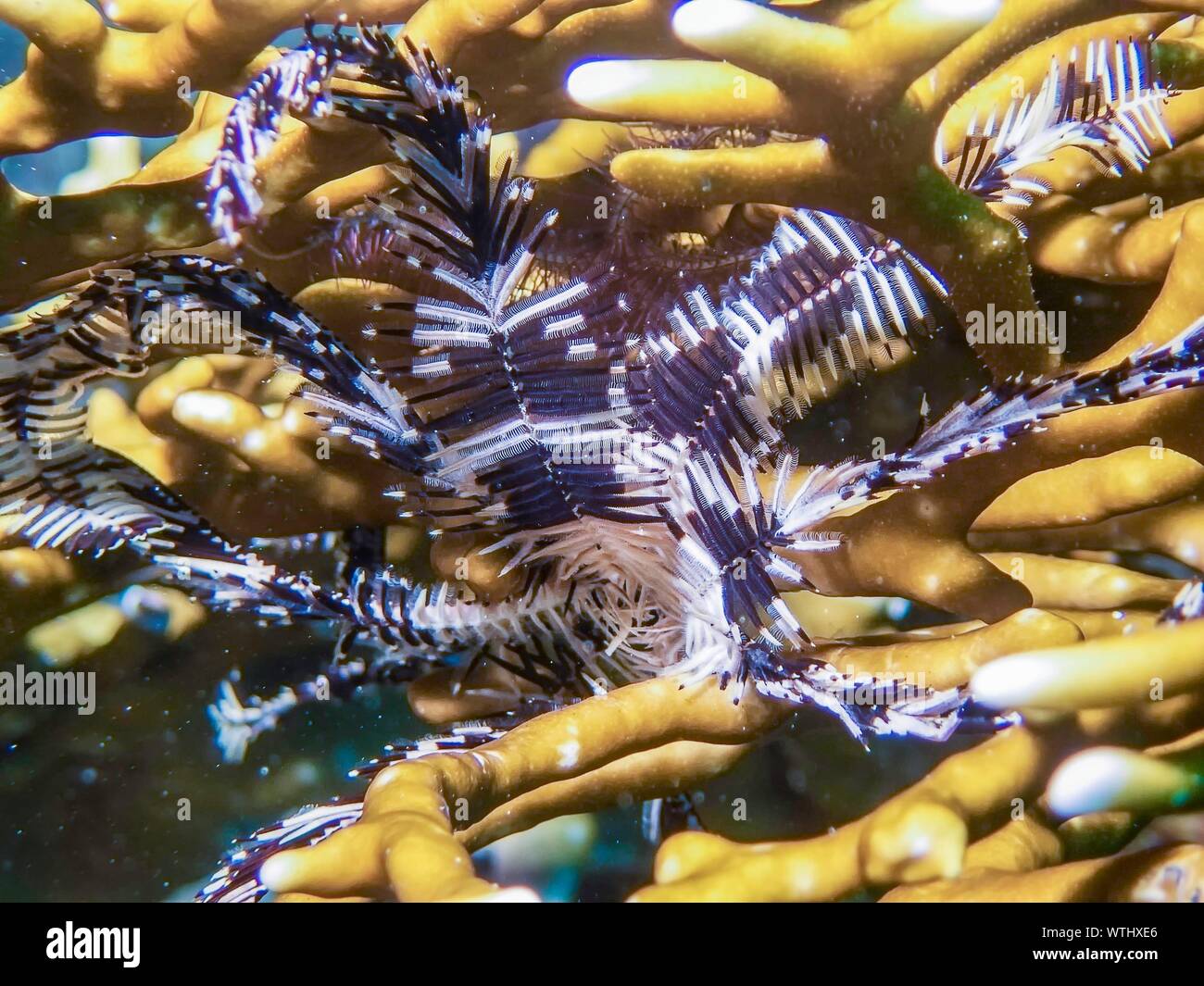 Feather Star (Crinoidea) in the Red Sea Stock Photo - Alamy