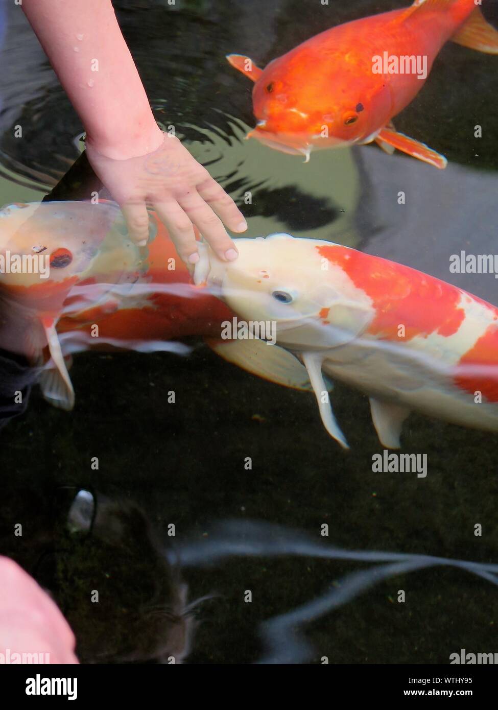 Child Wildlife Pond High Resolution Stock Photography and Images - Alamy