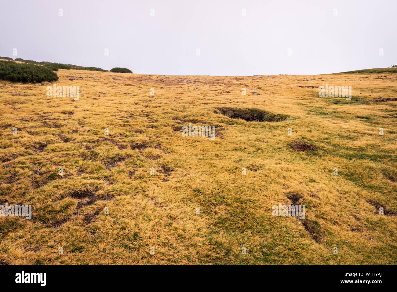 Dry cereal pasture for wild cattle to feed on the mountain Stock Photo ...