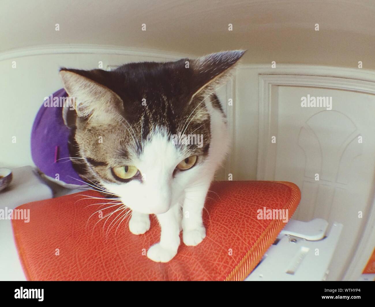 Full length mat sitting hi-res stock photography and images - Alamy