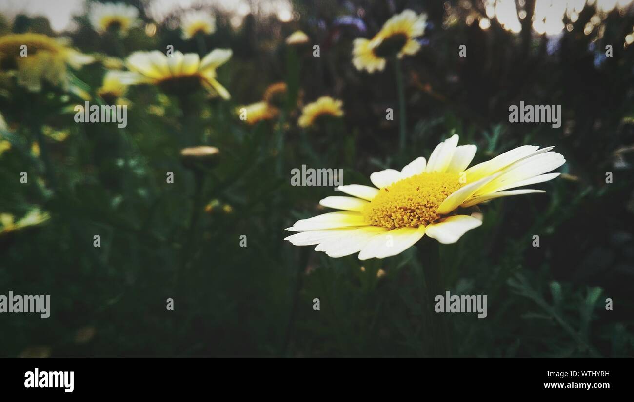 Crown daisy flower hi-res stock photography and images - Alamy