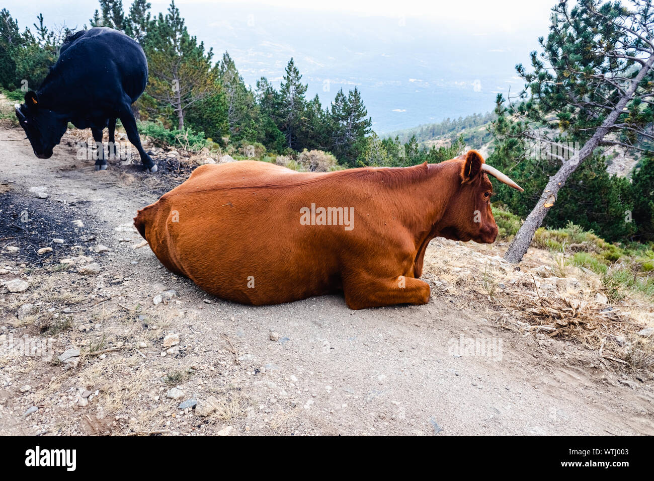 Grazing cows in freedom roaming the mountains Stock Photo - Alamy