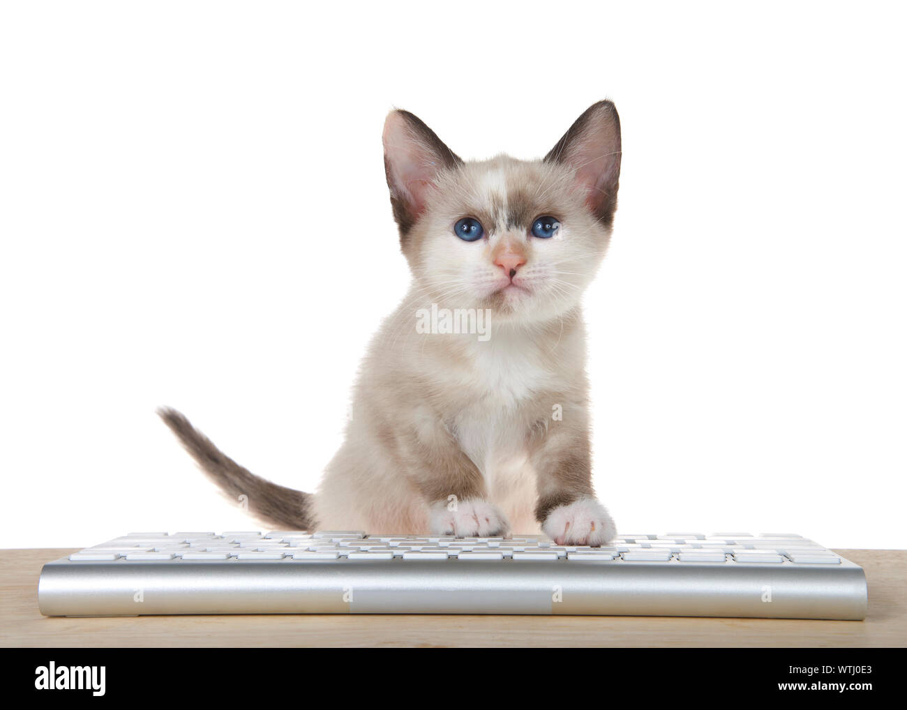 Adorable small Siamese mix kitten sitting at computer keyboard looking ...