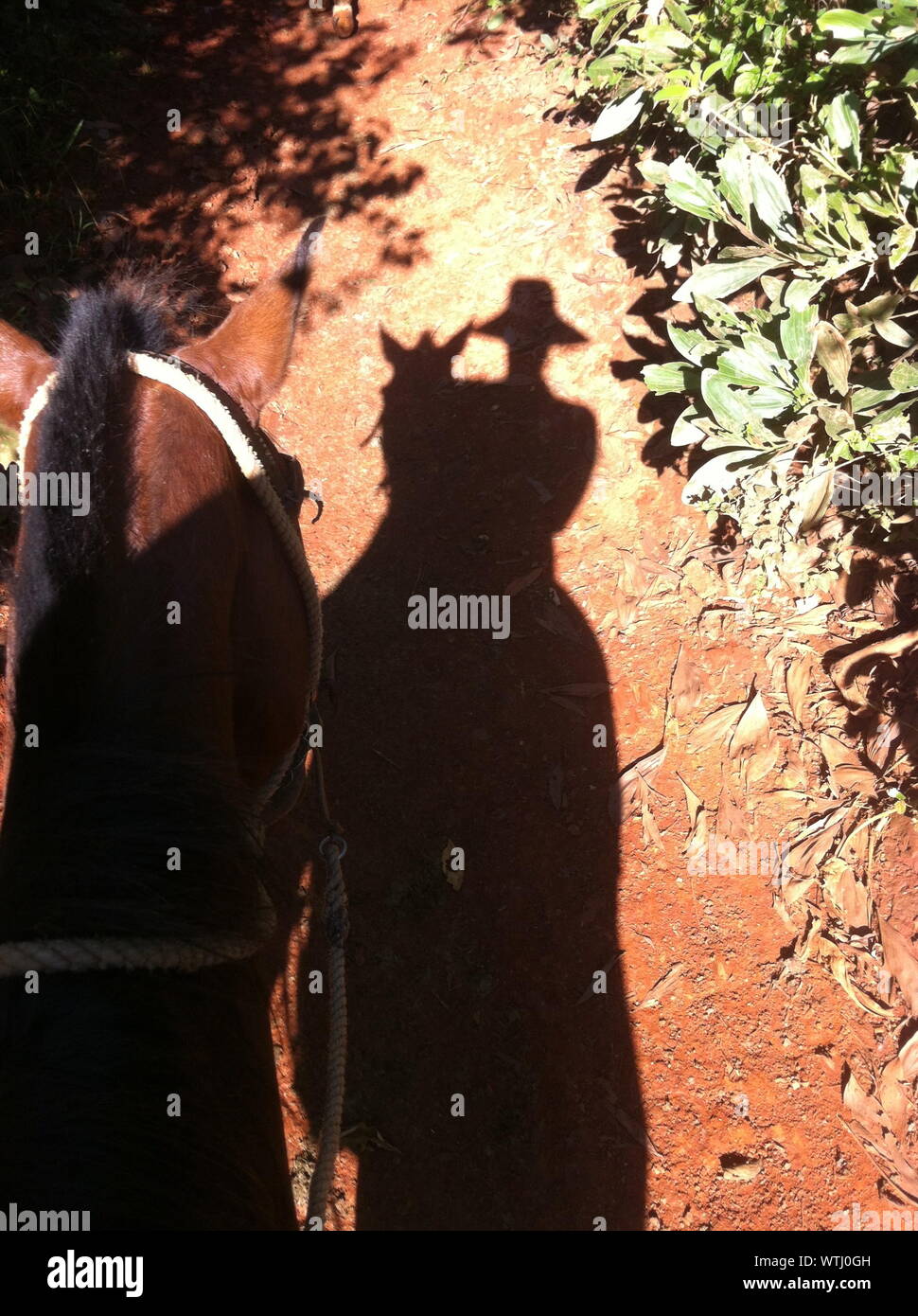 Horse Shadow High Resolution Stock Photography and Images - Alamy