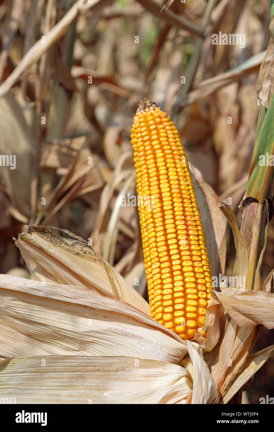 Big yellow panicle with maize seeds in the field in summer Stock Photo ...