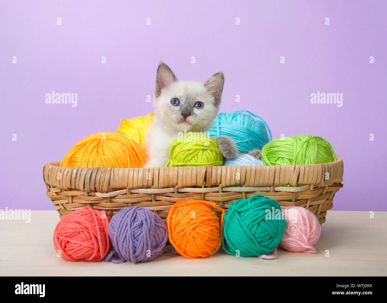 Adorable tiny siamese baby kitten with blue eyes sitting in a basket of ...