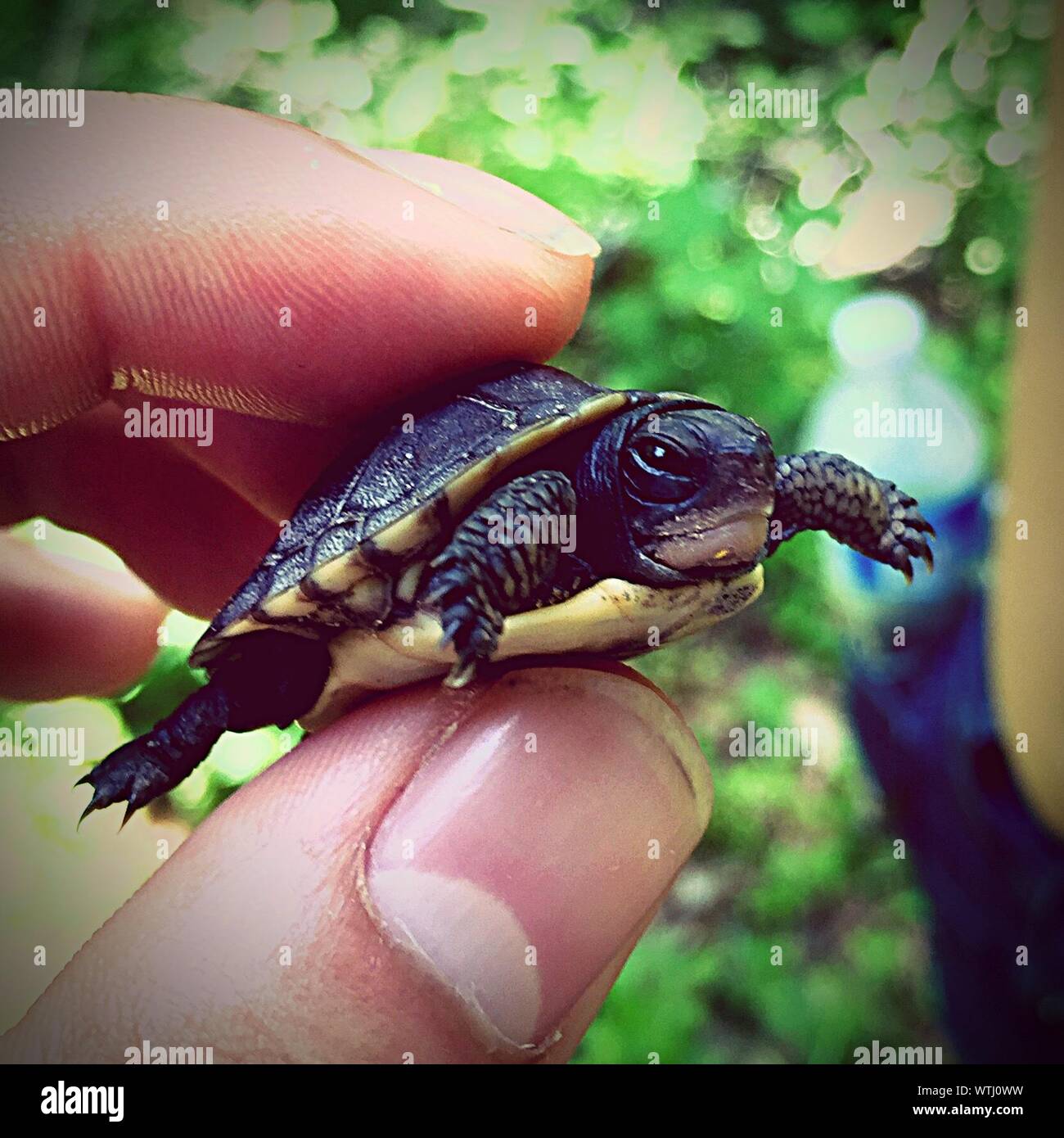Man holding turtle hi-res stock photography and images - Alamy
