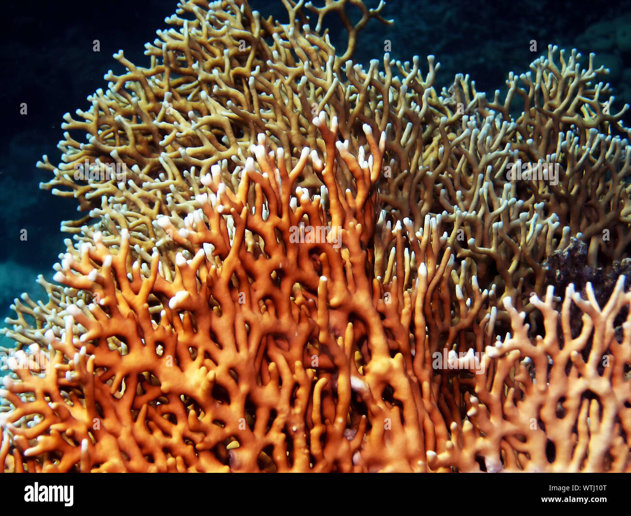 Fire Coral (Millepora) in the Red Sea Stock Photo - Alamy