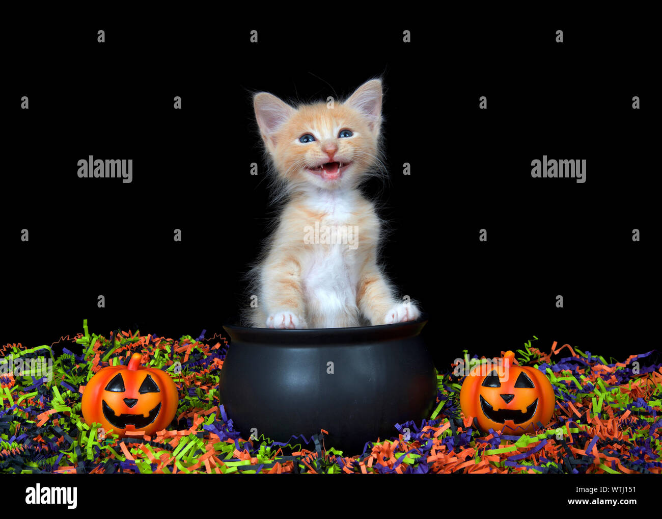 Buff tabby hi-res stock photography and images - Alamy
