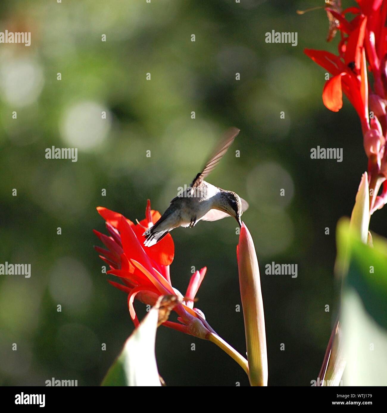 Hummingbird nectar hi-res stock photography and images - Alamy