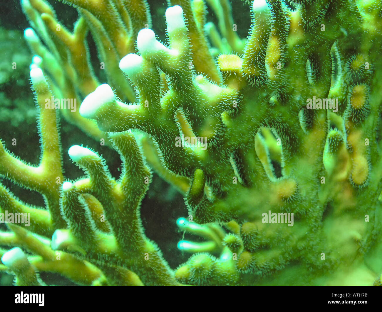 Fire Coral (Millepora) in the Red Sea Stock Photo - Alamy