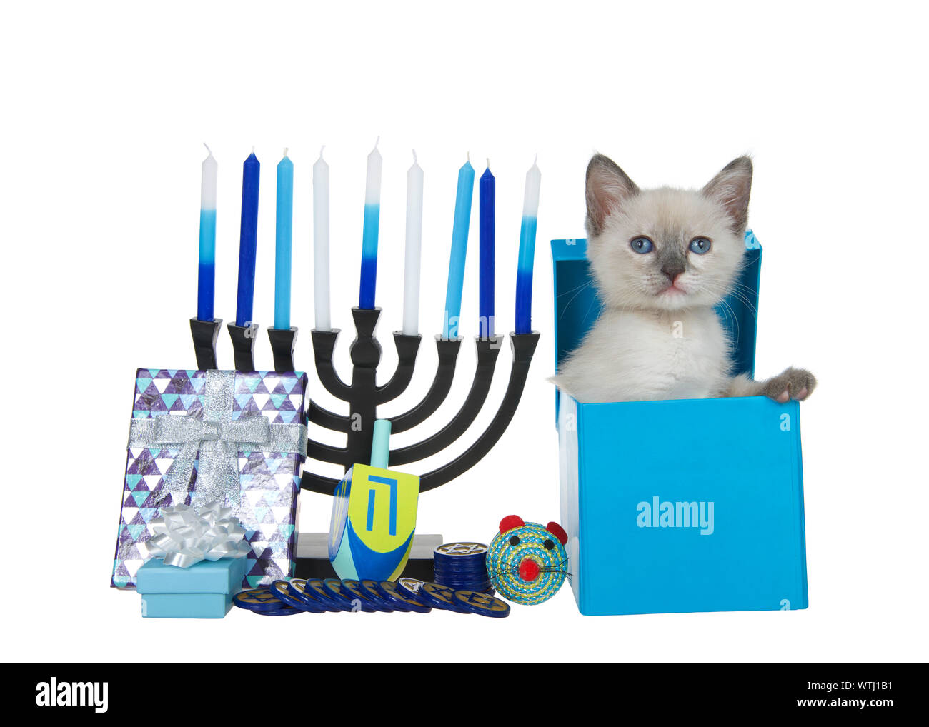 Adorable tiny siamese kitten peaking out of a blue present box next to ...