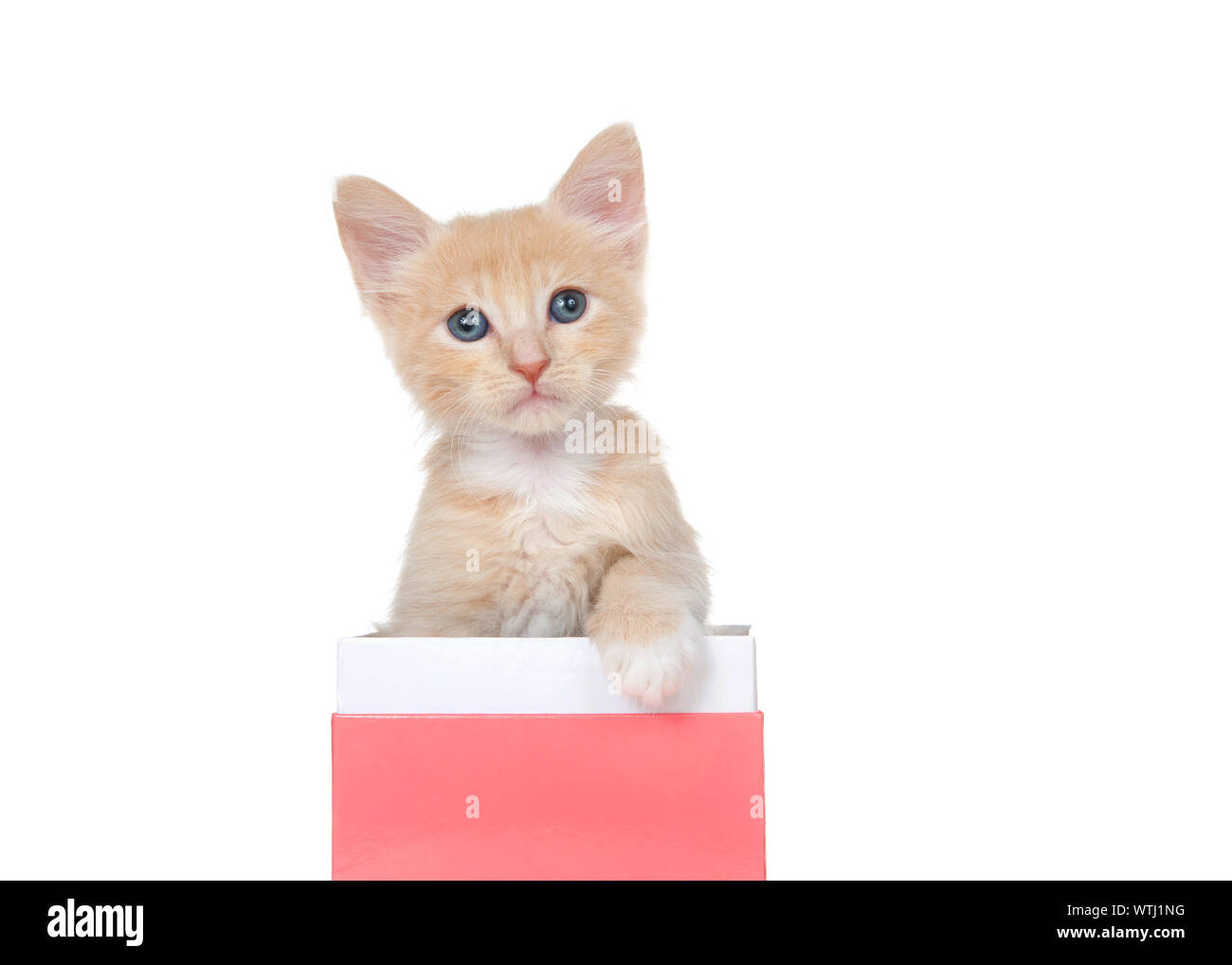 Adorable orange buff and white kitten peaking out of a pink and white ...