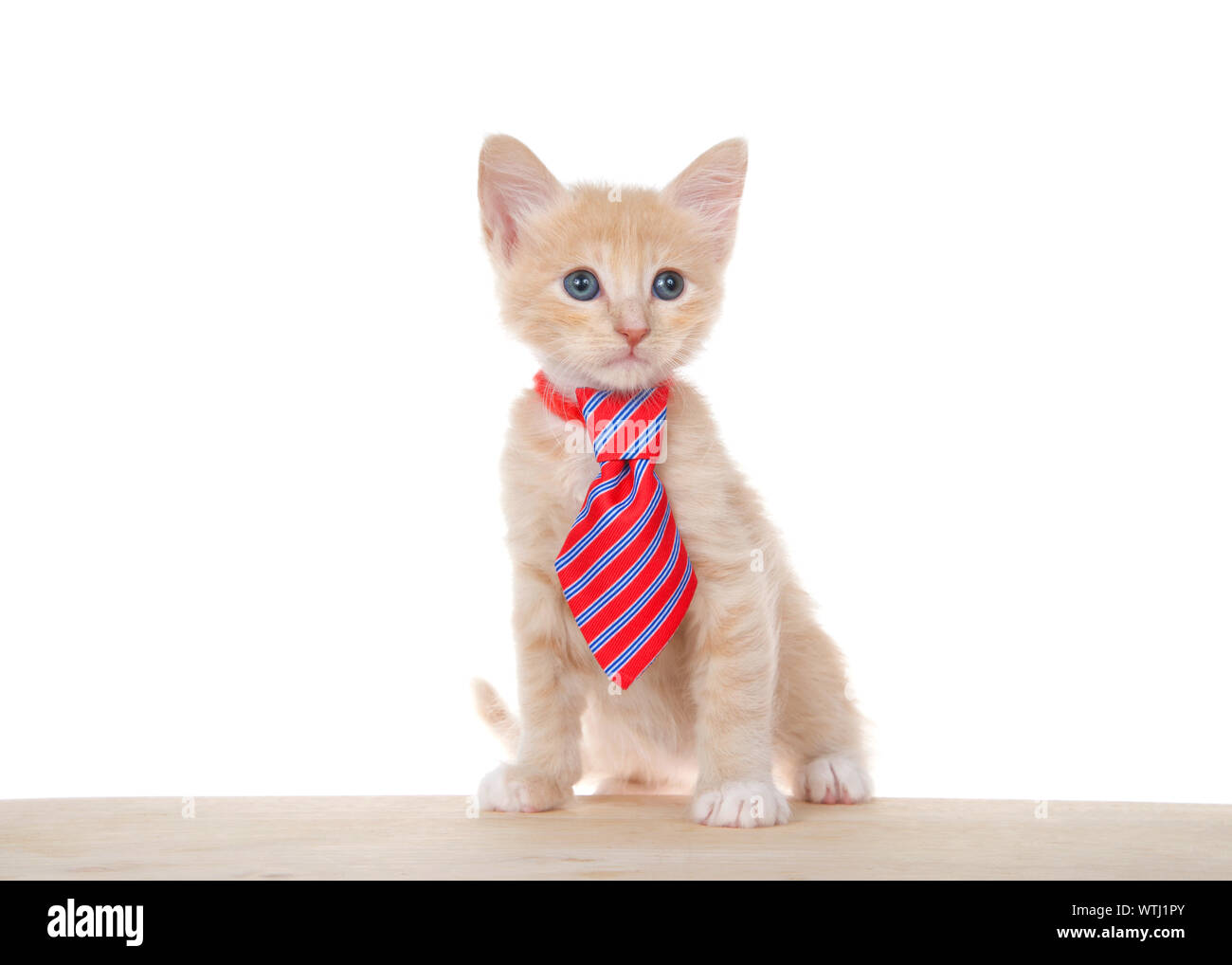 Adorable orange buff and white tabby kitten sitting on a light wood ...