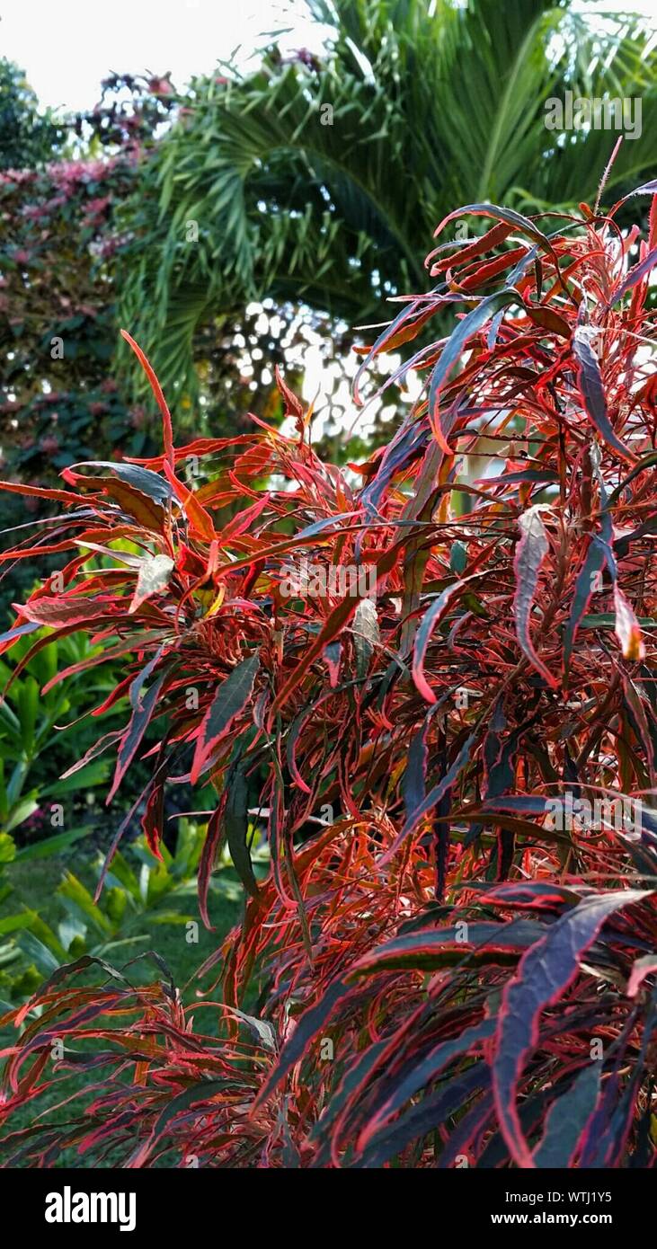 Red bush hi-res stock photography and images - Alamy