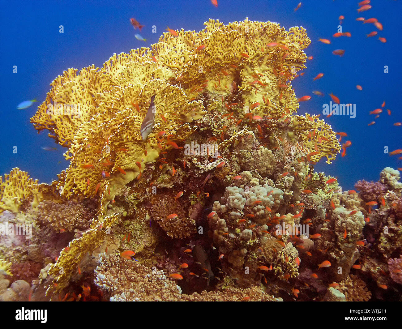 Fire Coral (Millepora) in the Red Sea Stock Photo - Alamy