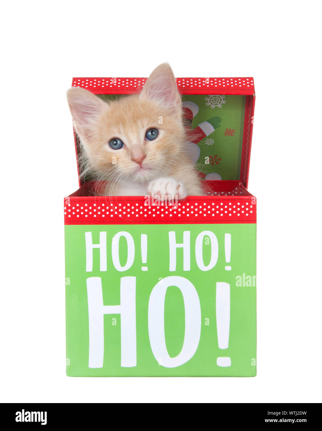 Pet watching out Cut Out Stock Images & Pictures - Alamy