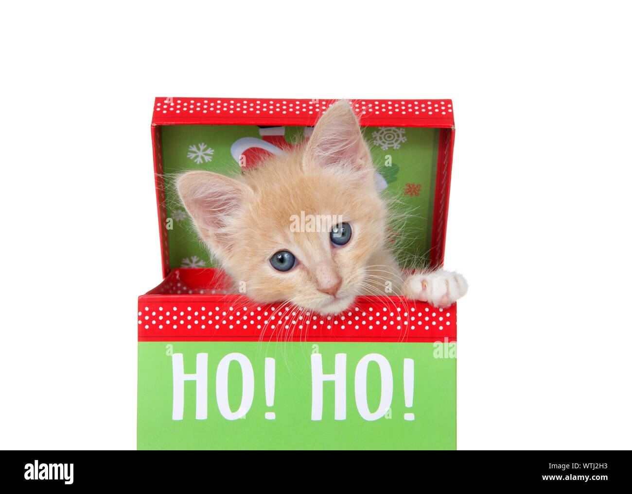 Adorable orange buff tabby kitten peaking out of a colorful christmas ...
