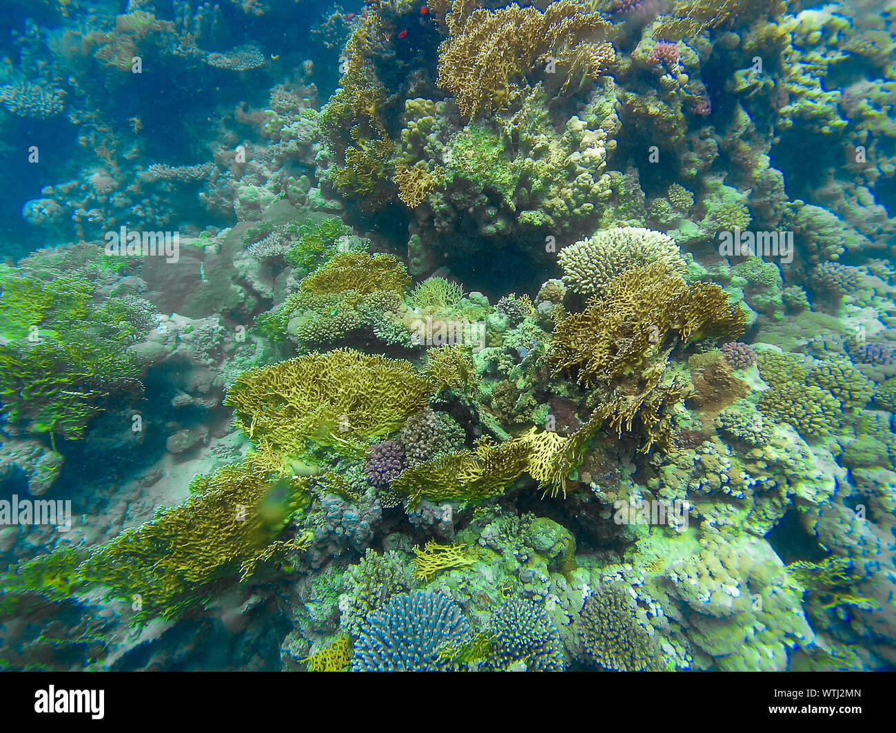 Fire Coral (Millepora) in the Red Sea Stock Photo - Alamy