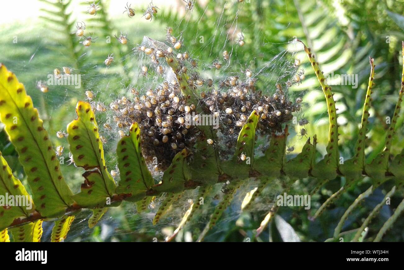 Spiders in the forest hi-res stock photography and images - Alamy