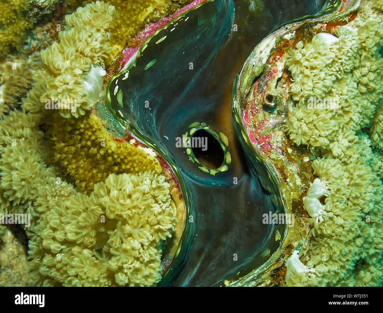Fluted Giant Clam (Tridacna squamosa Stock Photo - Alamy