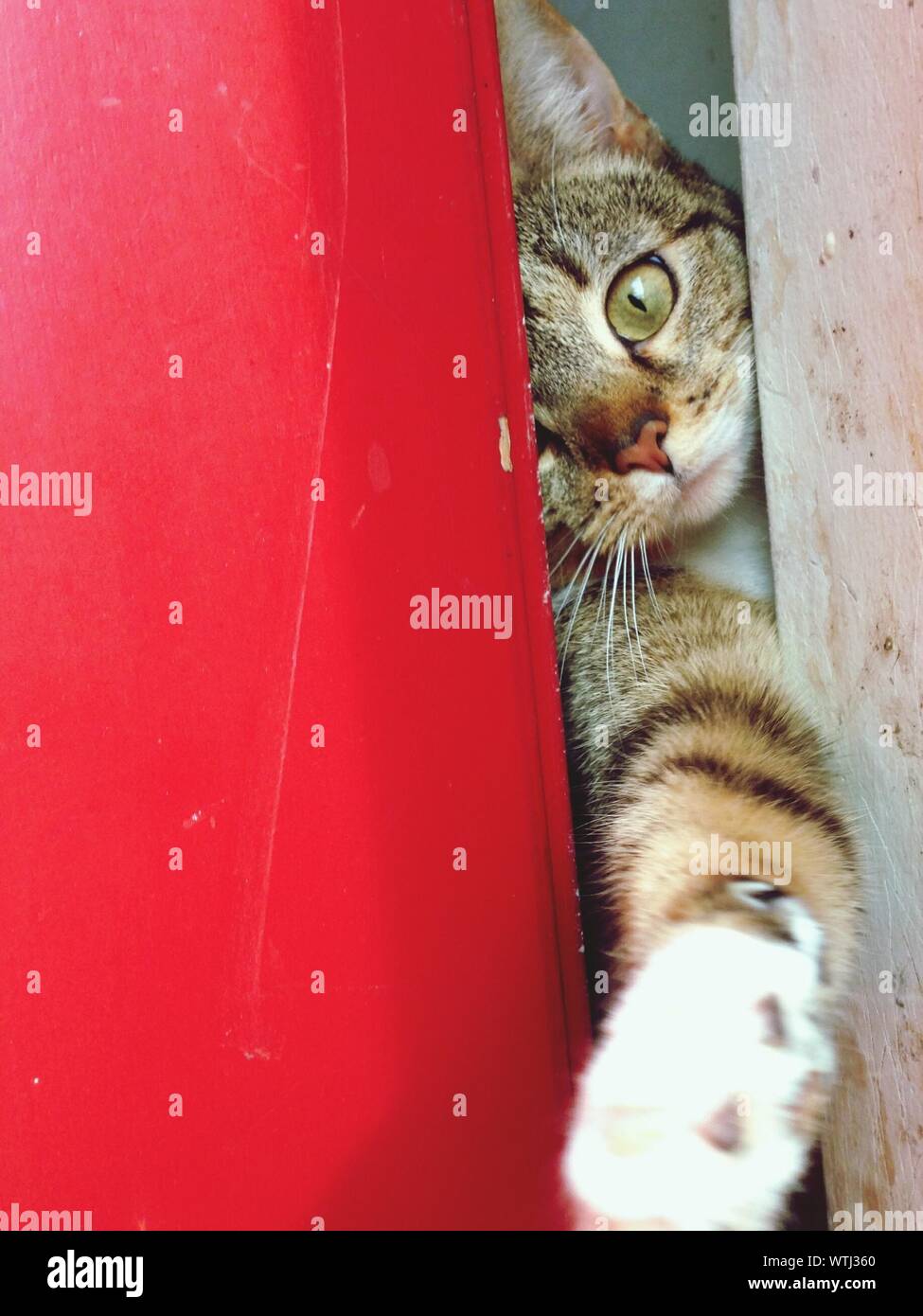 Cat looking through door hi-res stock photography and images - Alamy