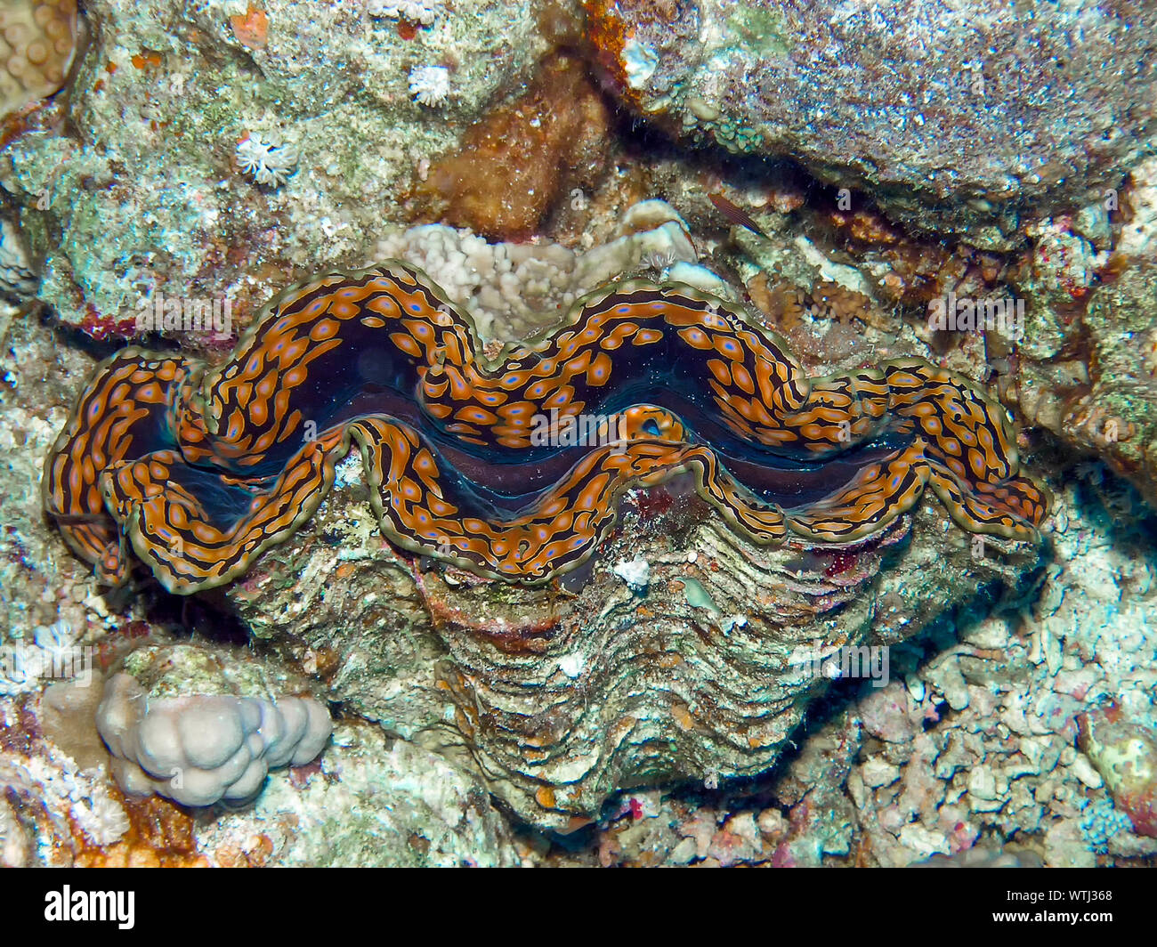 Fluted Giant Clam (Tridacna squamosa Stock Photo - Alamy