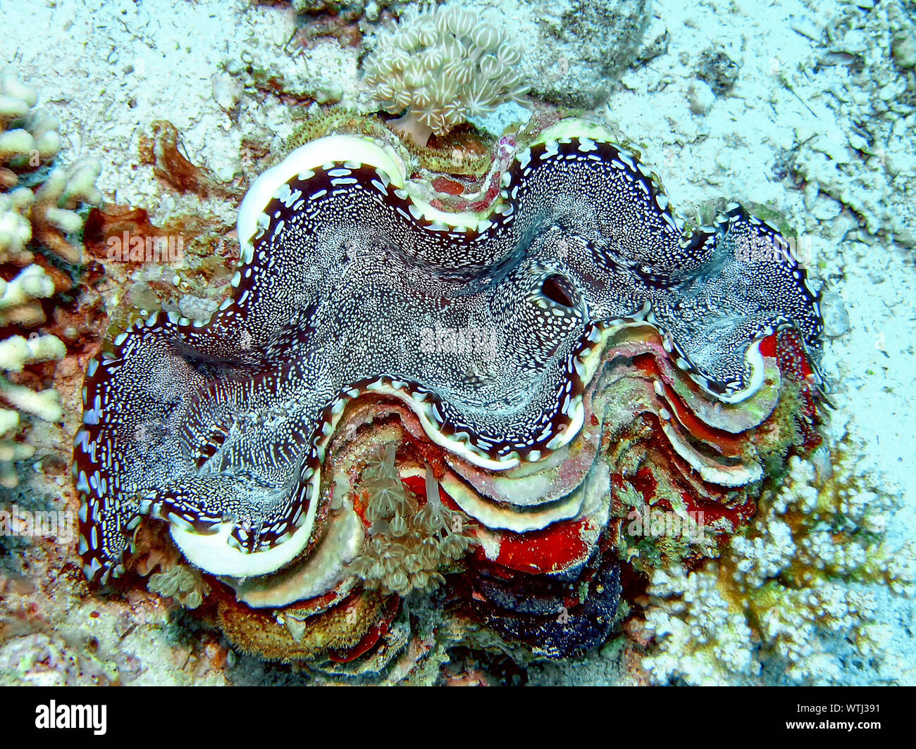 Fluted Giant Clam (Tridacna squamosa Stock Photo - Alamy