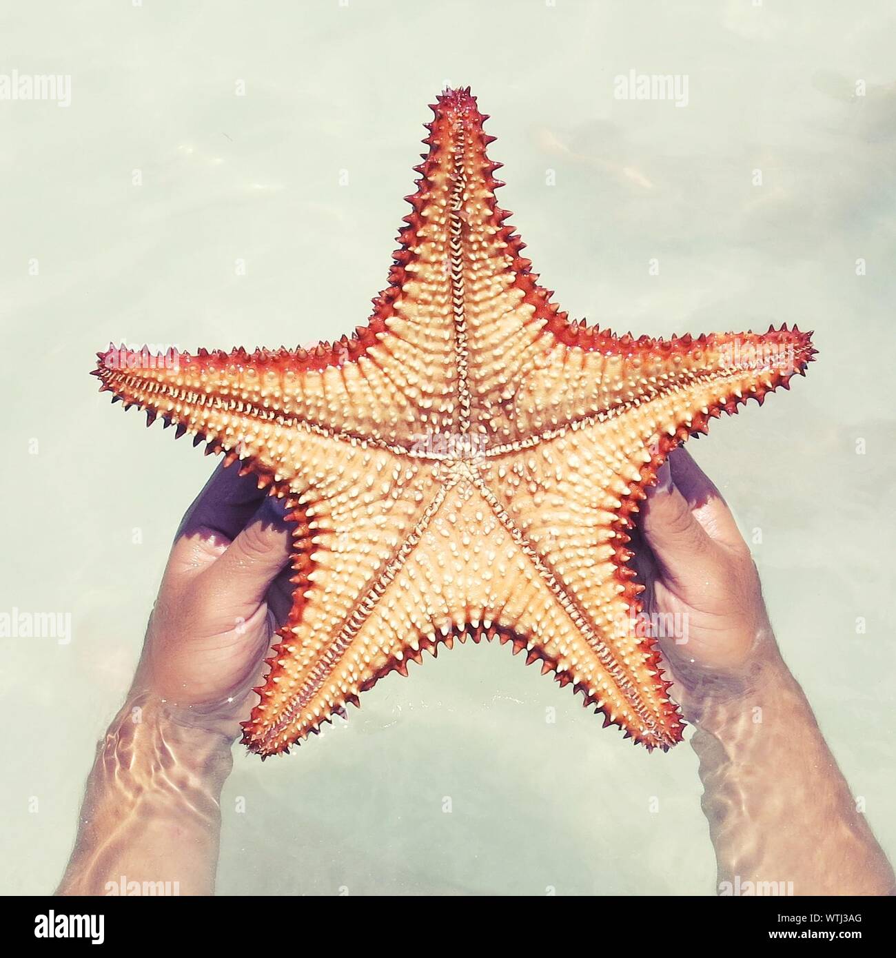 Humans Holding Starfishes
